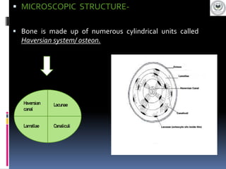 Introduction to Human Osteology Part 2 | PPTX