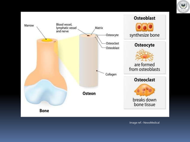 Introduction to Human Osteology Part 2 | PPT