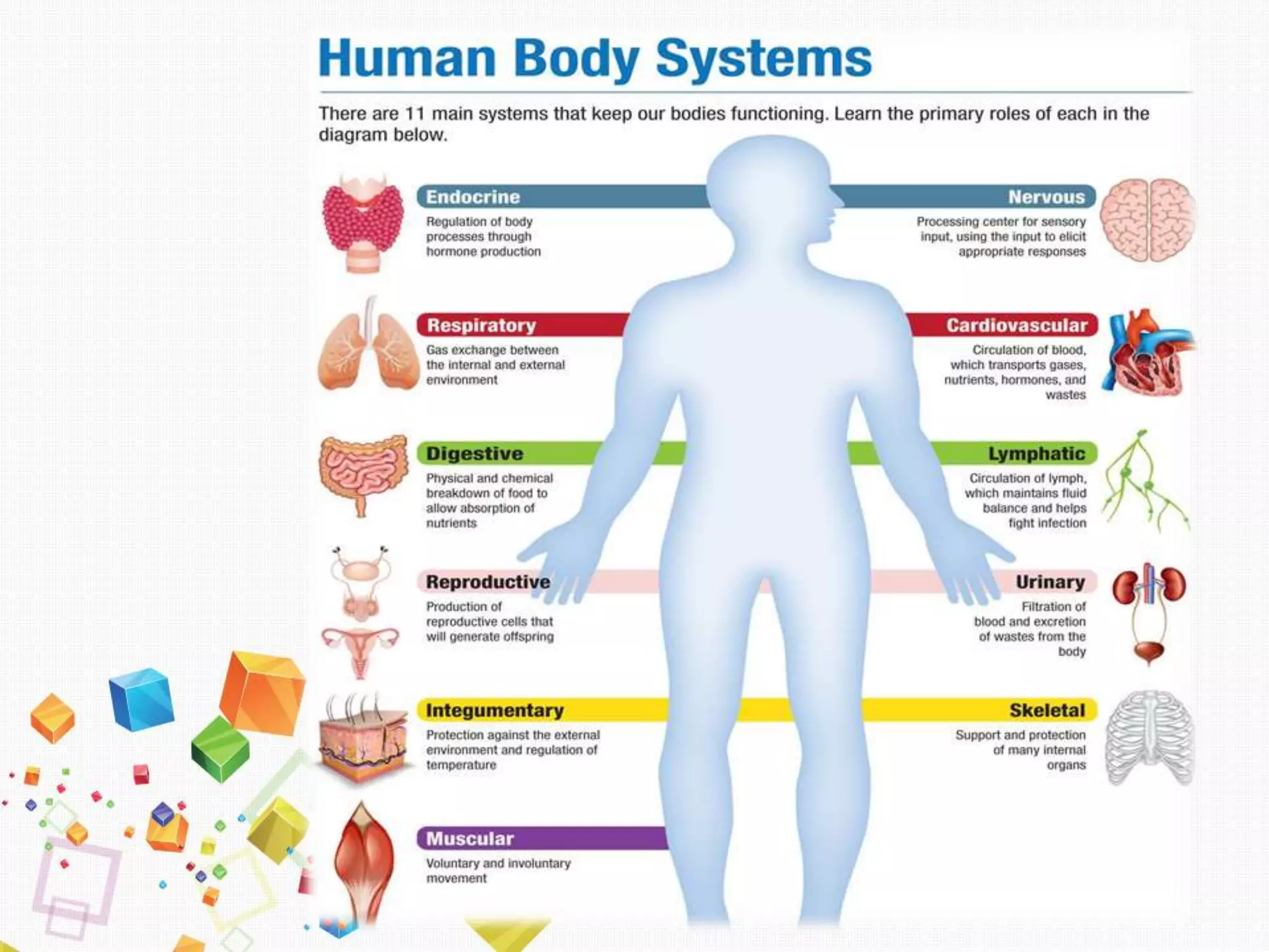 Introduction to human physiology | PPTX