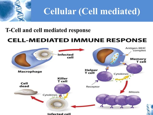 Introduction to immune respose .pptx