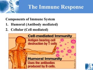 Introduction to immune respose .pptx