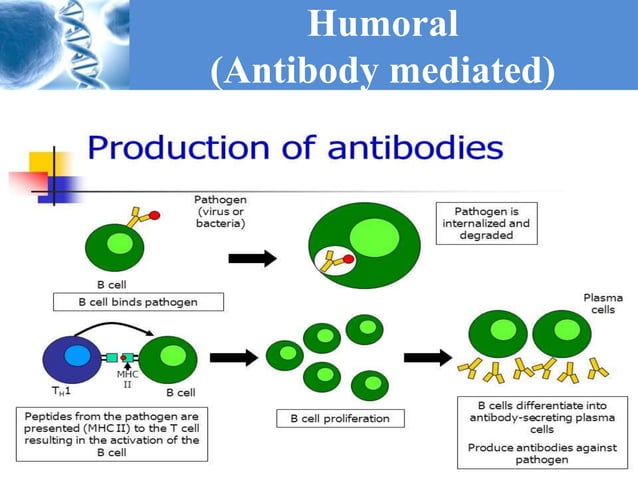 Introduction to immune respose .pptx