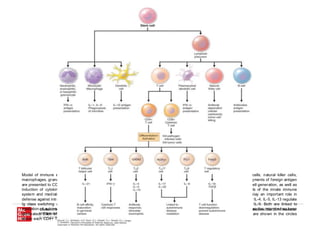 Introduction to immune system | PPTX