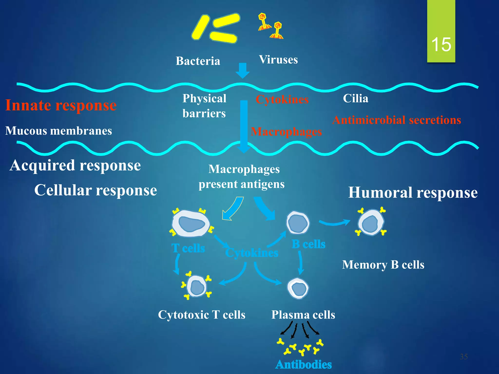 Introduction to immune system and inflammatory response | PPTX