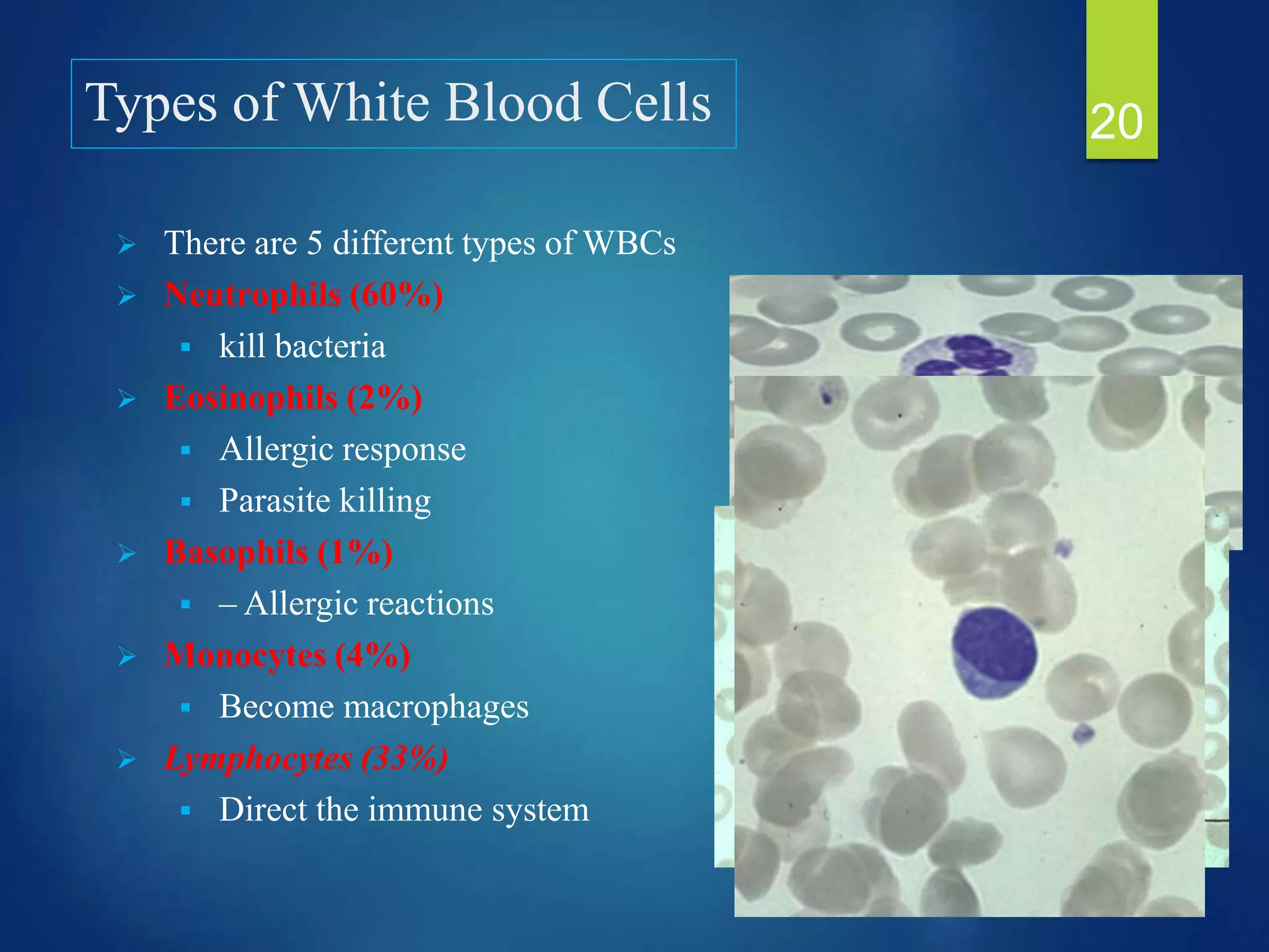 Introduction to immune system and inflammatory response | PPTX