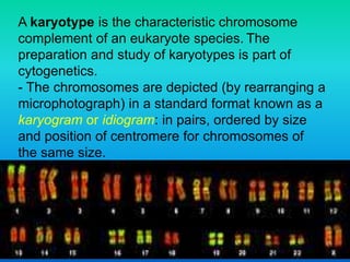 Introduction to karyotyping examination. | PPT