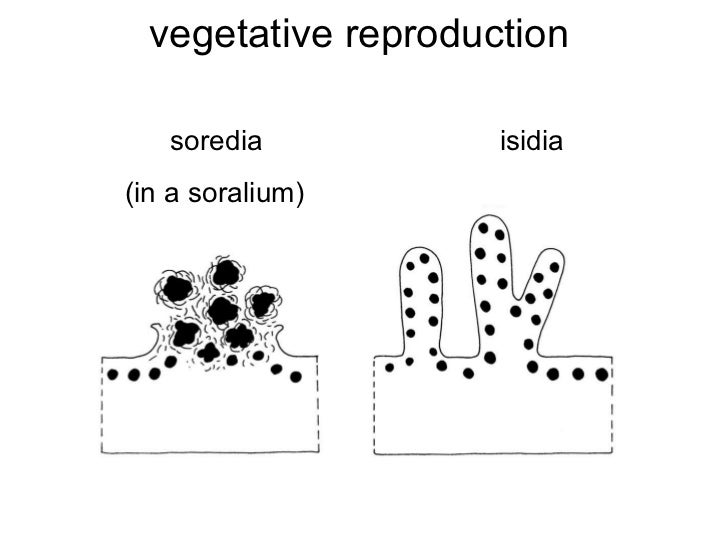 lichens by rupeshnakar’s