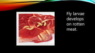 Introduction to life science | PPTX