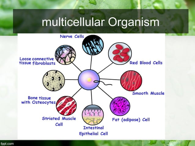 Introduction to life science | PPT | Biological Sciences | Science