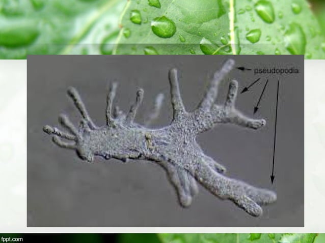 Introduction to life science | PPT | Biological Sciences | Science