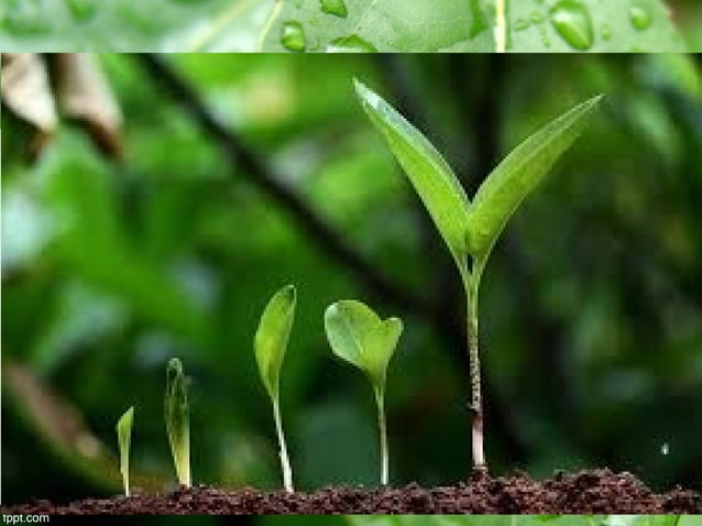 Introduction to life science | PPT | Biological Sciences | Science