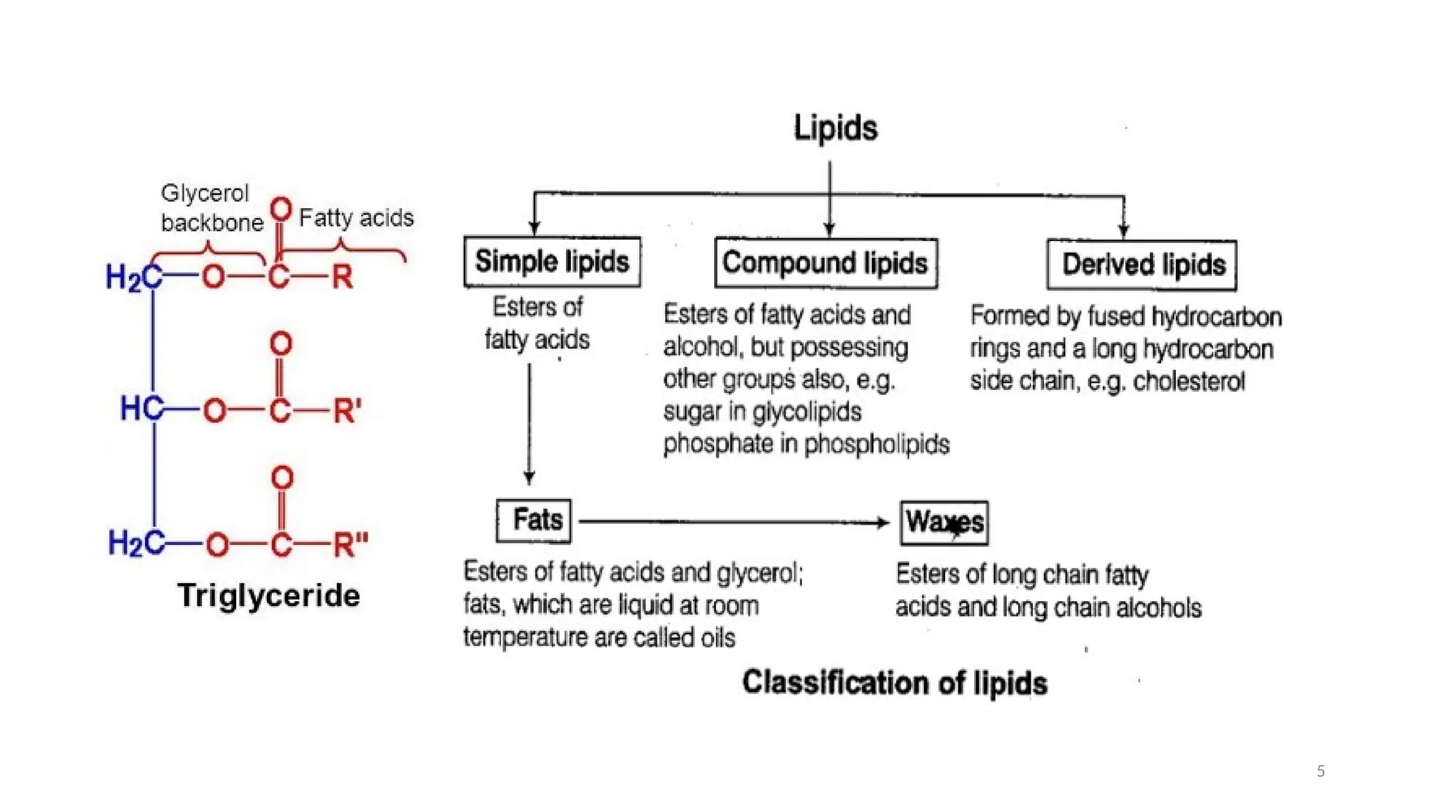 INTRODUCTION TO LIPIDS - GENERAL BIOCHEMISTRY.pptx