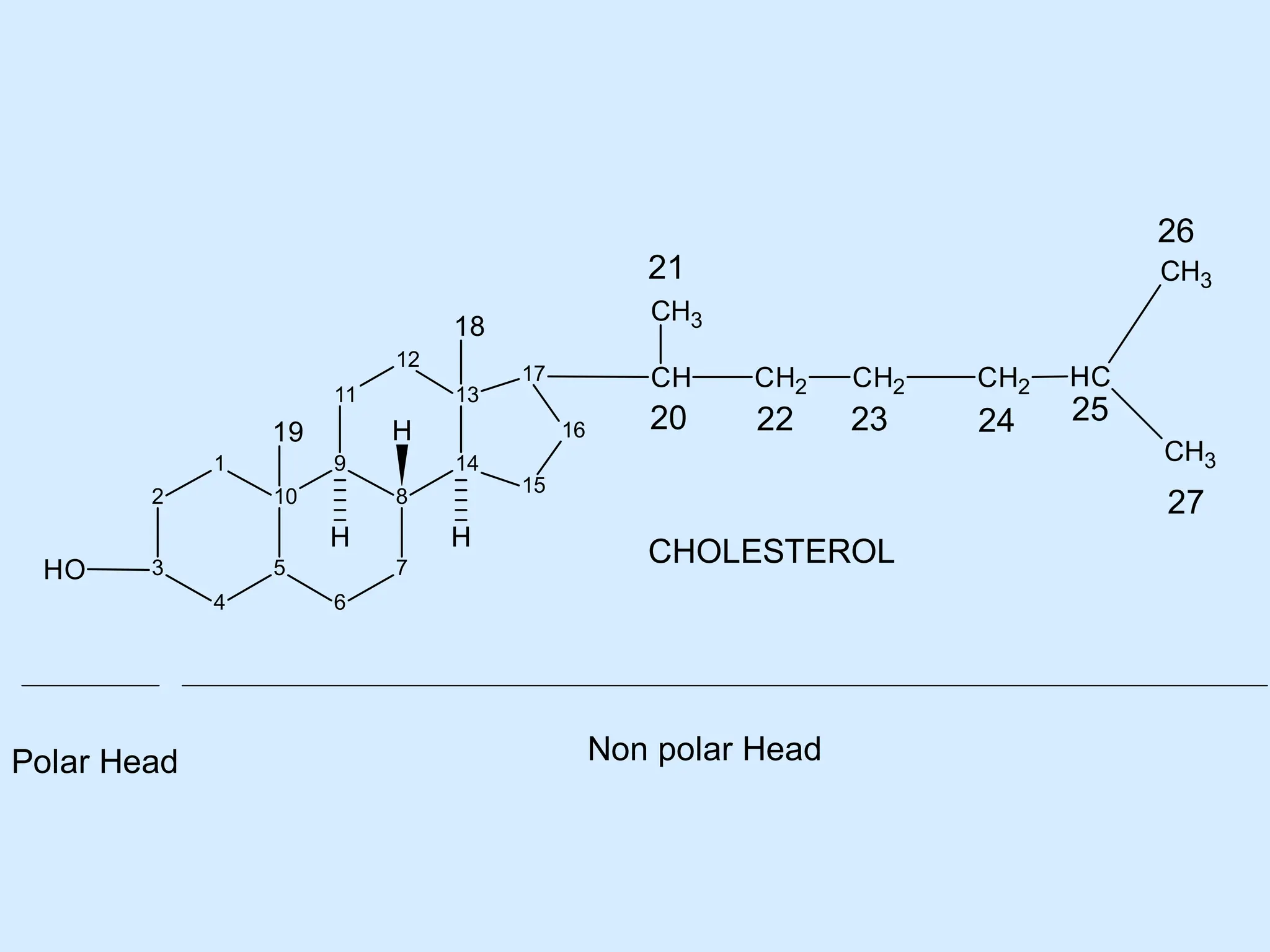 INTRODUCTION TO LIPIDS..ppt biochemistry | PPT
