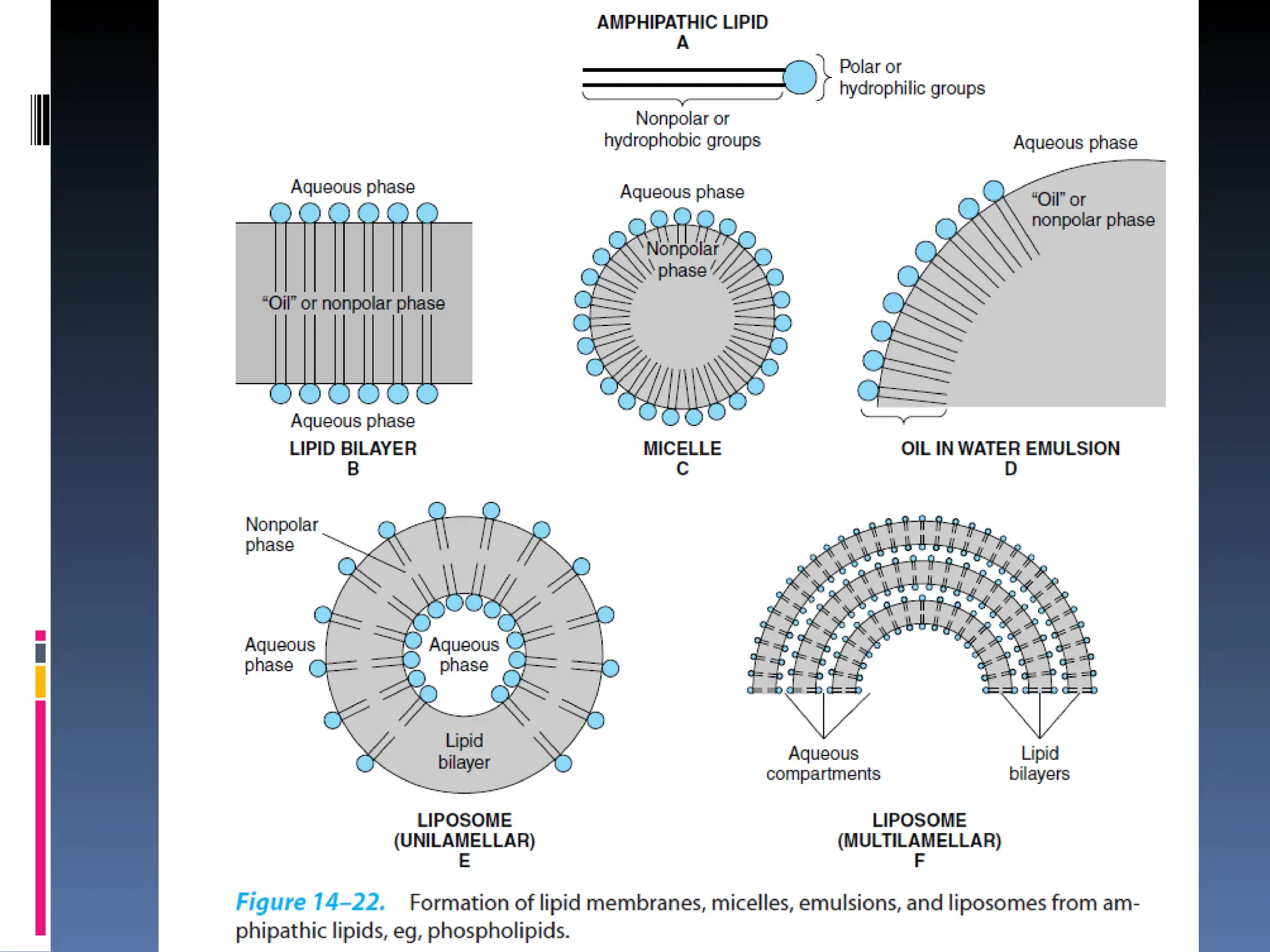 INTRODUCTION TO LIPIDS..ppt biochemistry | PPT