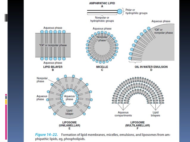 INTRODUCTION TO LIPIDS..ppt biochemistry | PPT