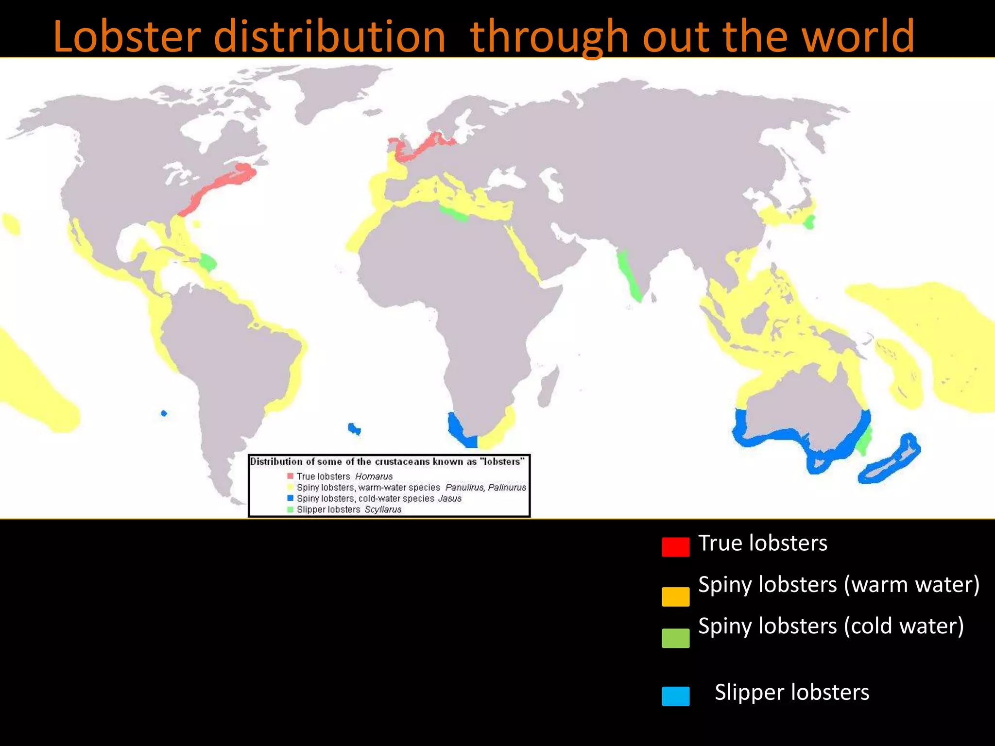 Introduction to lobster & its fishery | PPTX