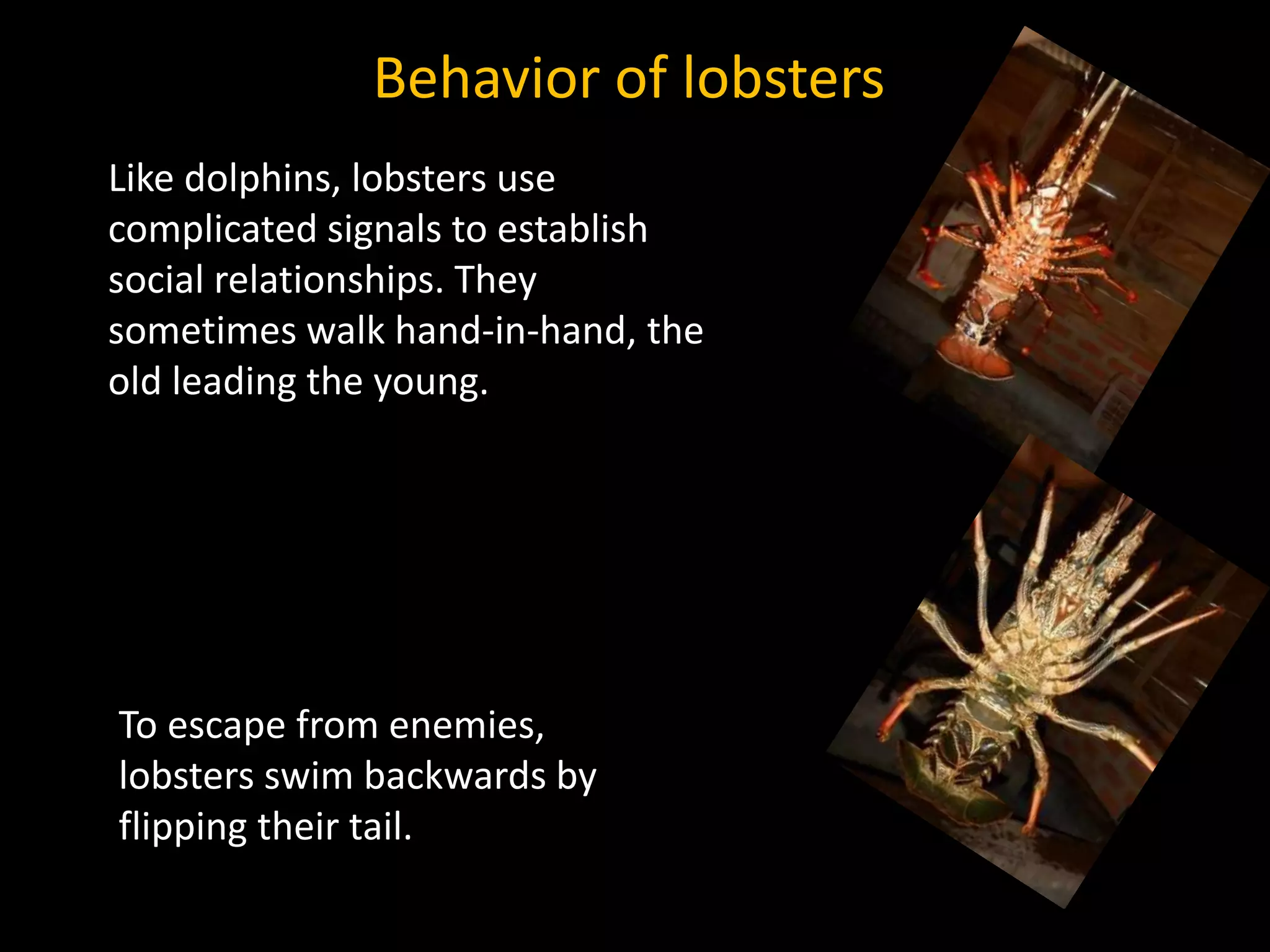 Introduction to lobster & its fishery | PPTX