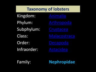Introduction to lobster & its fishery | PPTX