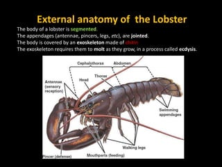 Introduction to lobster & its fishery | PPTX