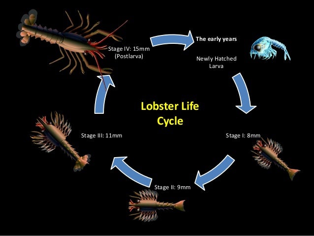 Introduction to lobster & its fishery