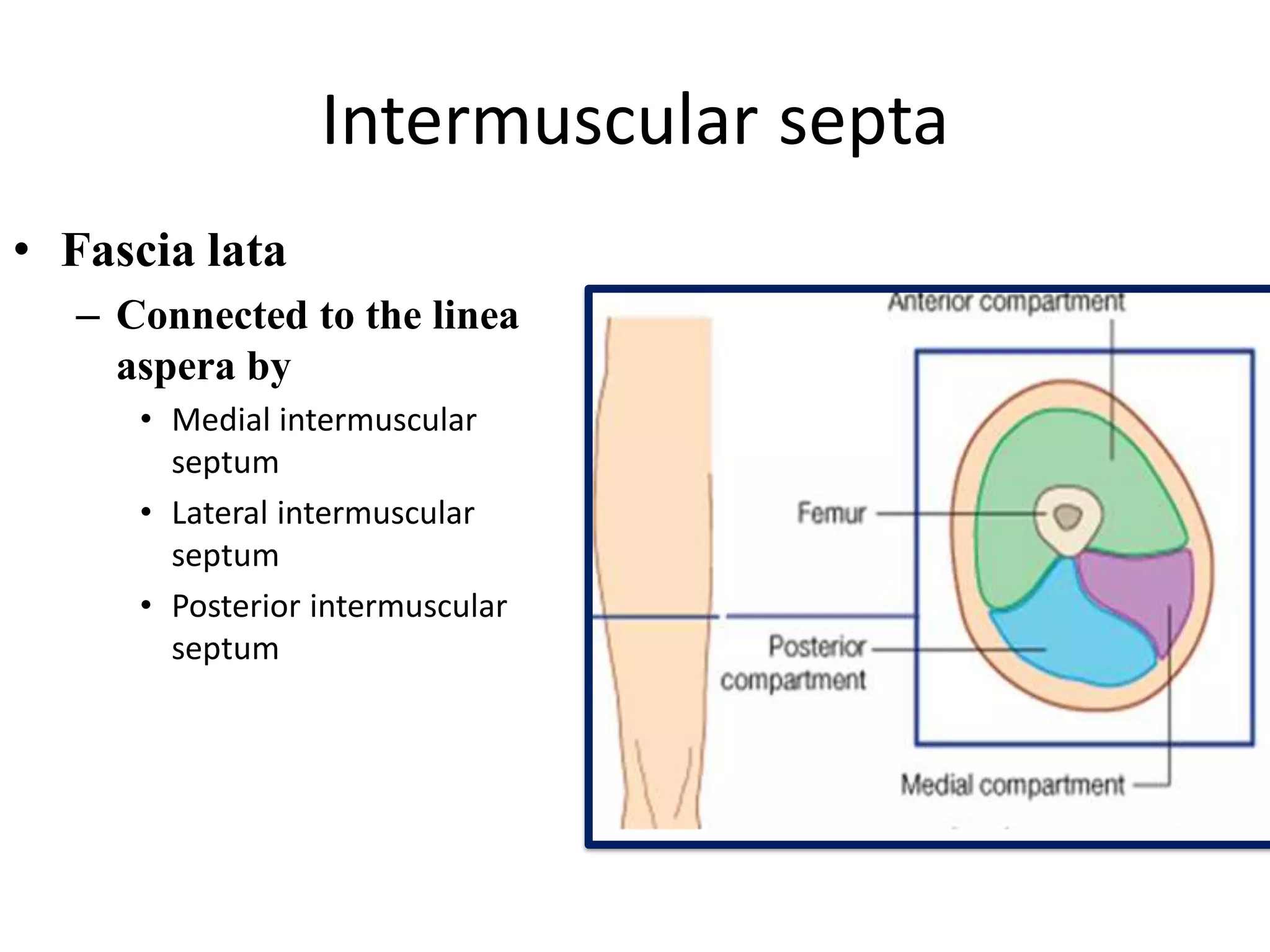 Introduction to lower limb & front thigh | PDF