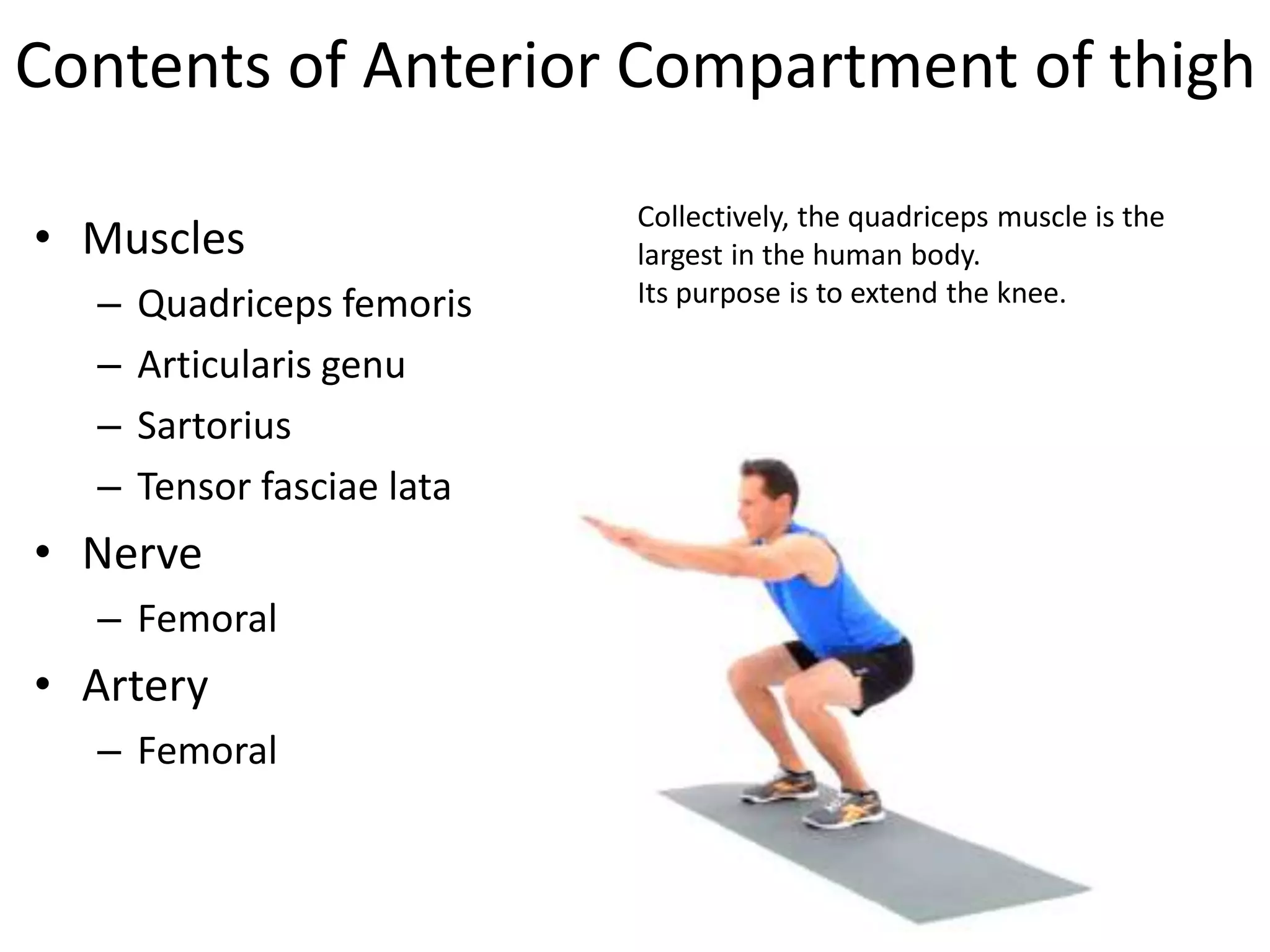 Introduction to lower limb & front thigh | PDF