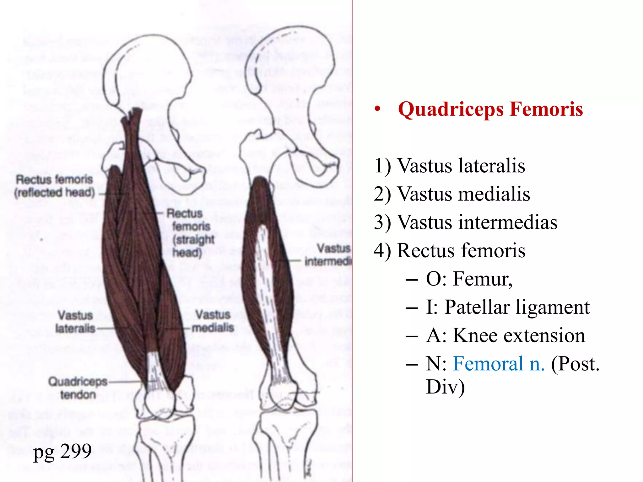 Introduction to lower limb & front thigh | PDF