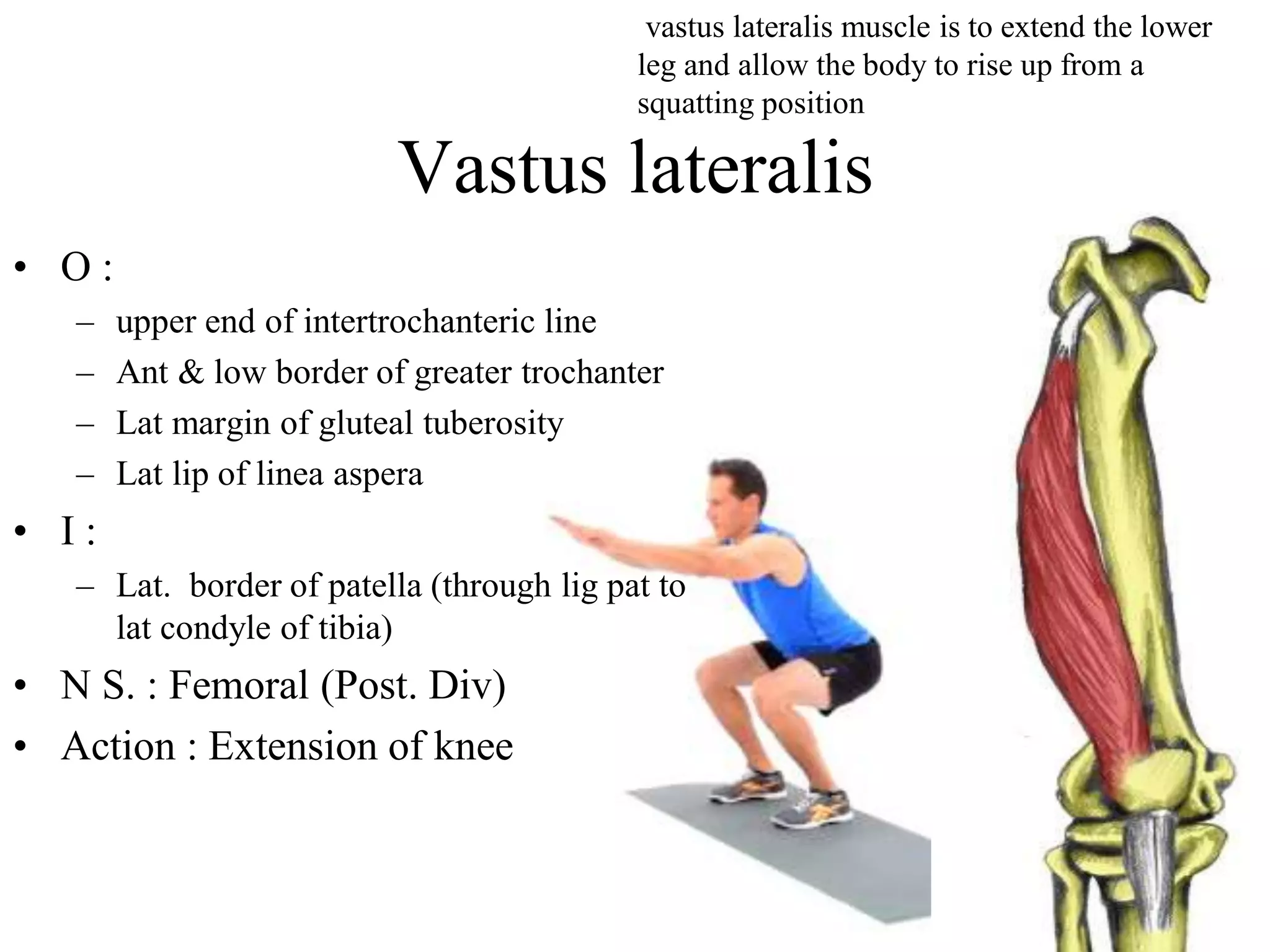 Introduction to lower limb & front thigh | PDF