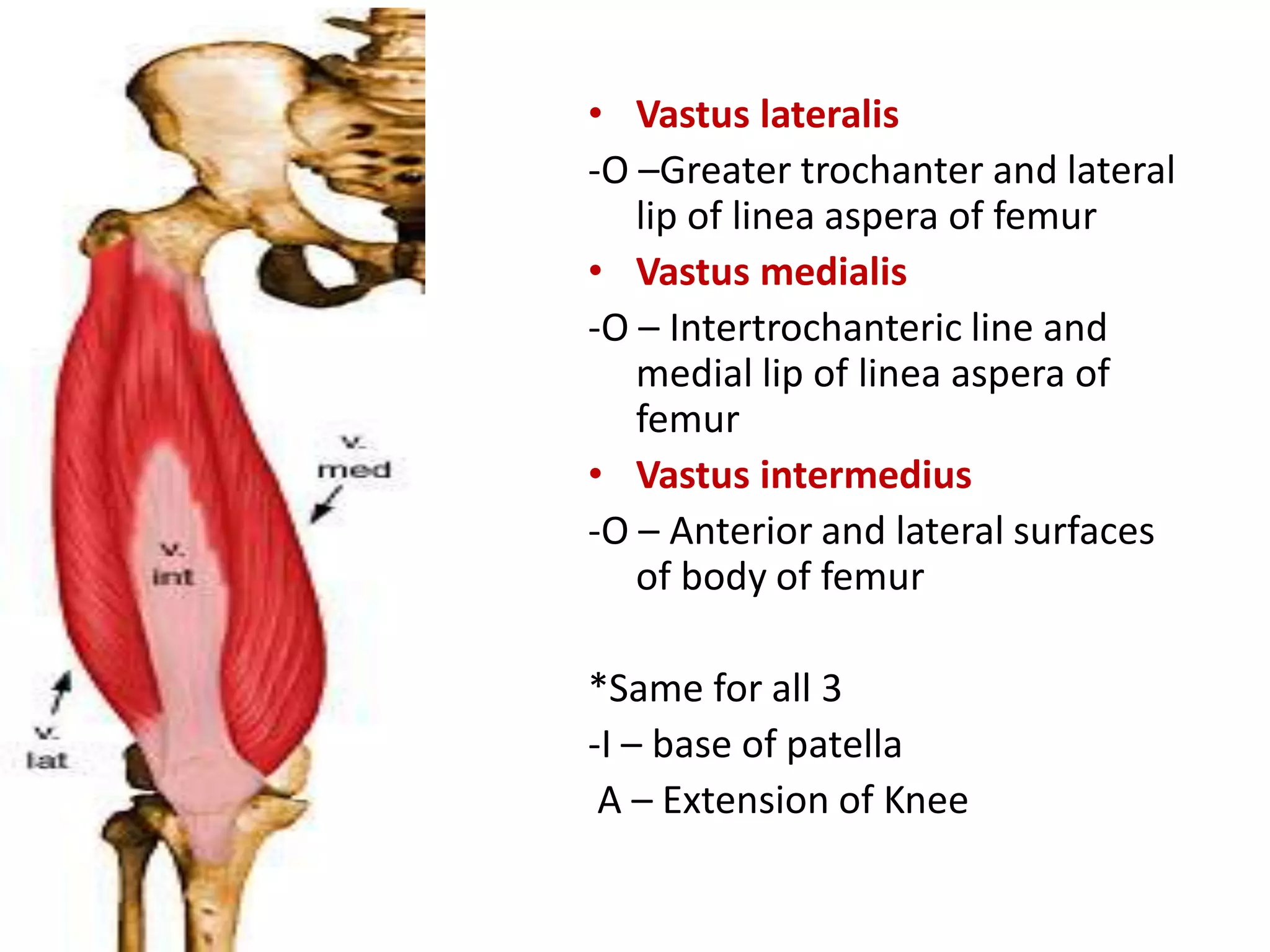 Introduction to lower limb & front thigh | PDF