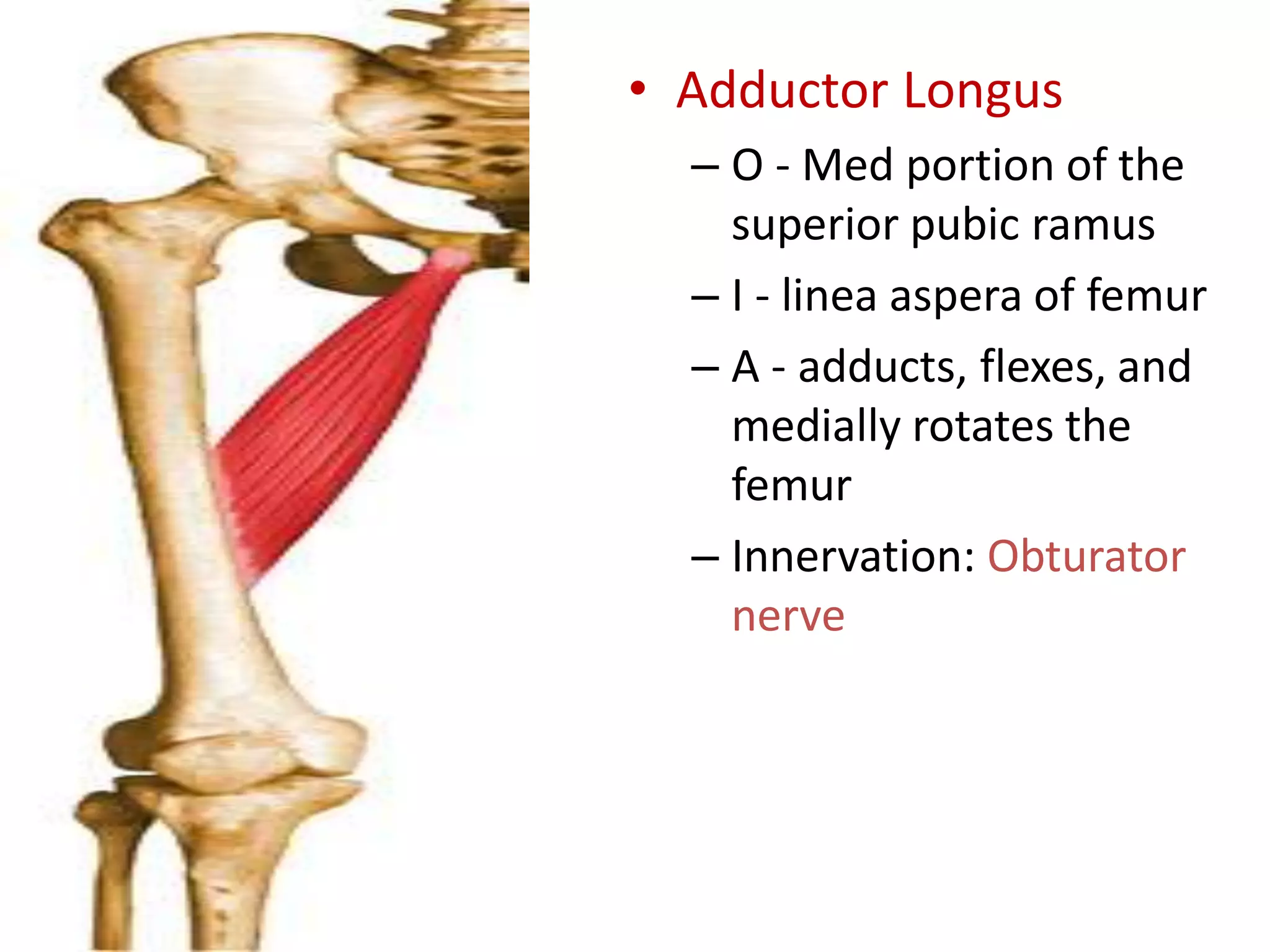 Introduction to lower limb & front thigh | PDF