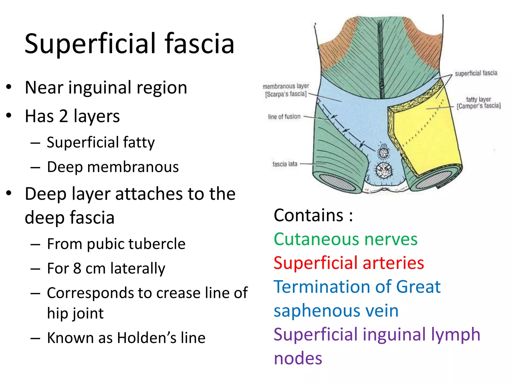 Introduction to lower limb & front thigh | PDF