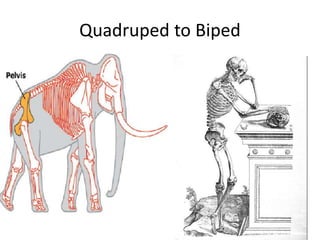 Introduction to lower limb & front thigh | PDF