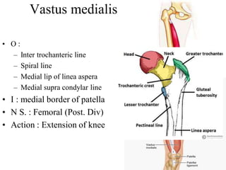 Introduction to lower limb & front thigh | PDF