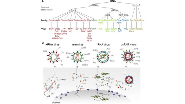 Introduction to medical virology | PPTX