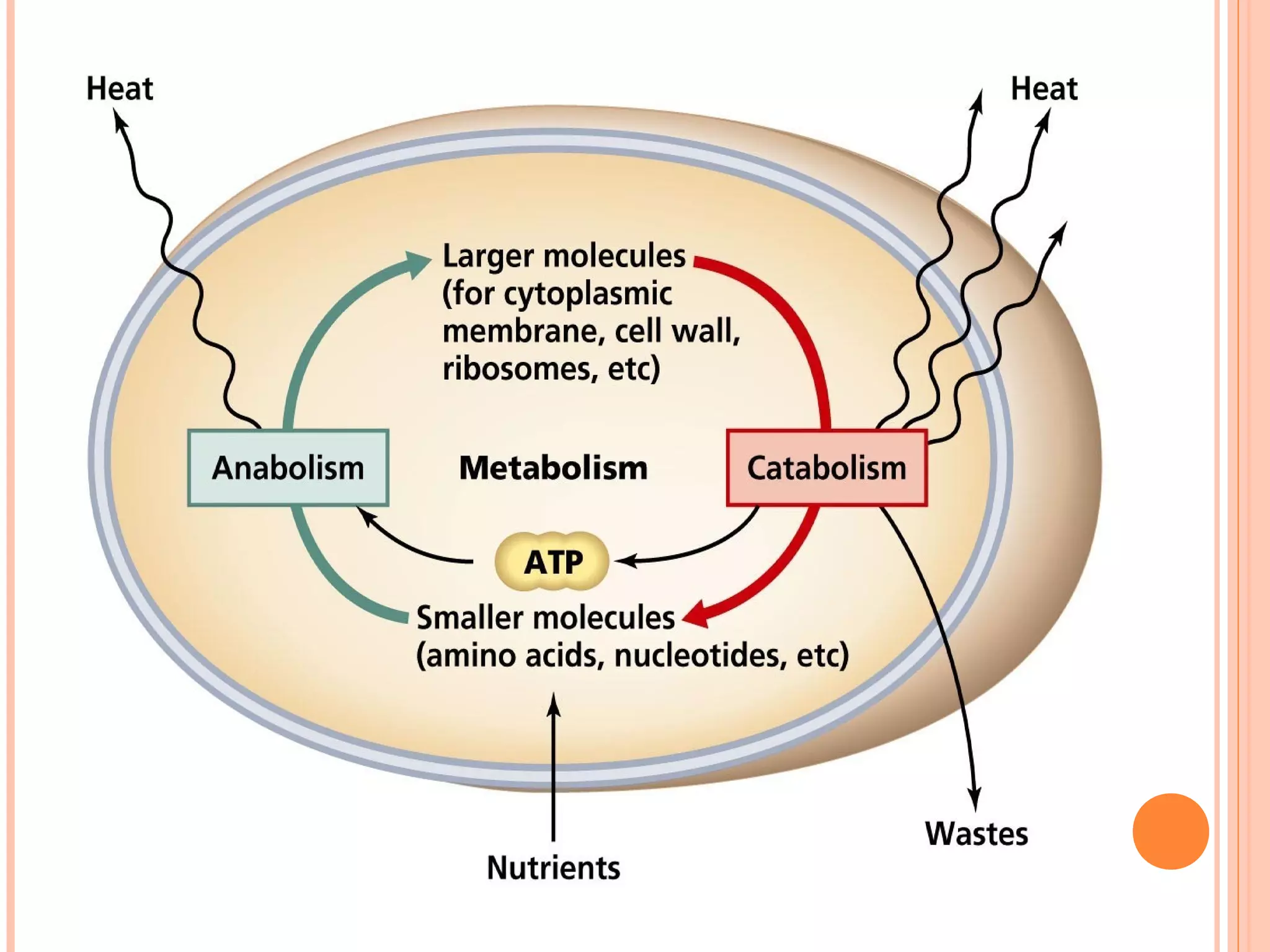 Introduction to metabolism | PPT