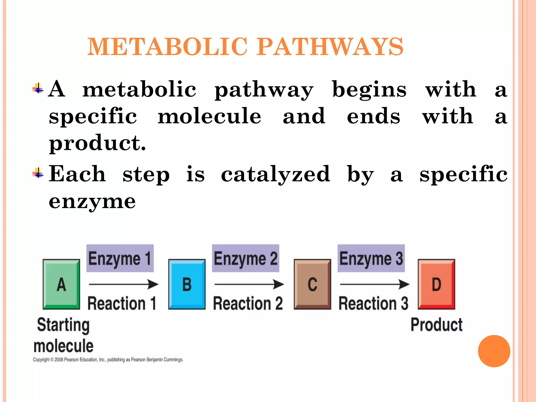 Introduction to metabolism | PPT