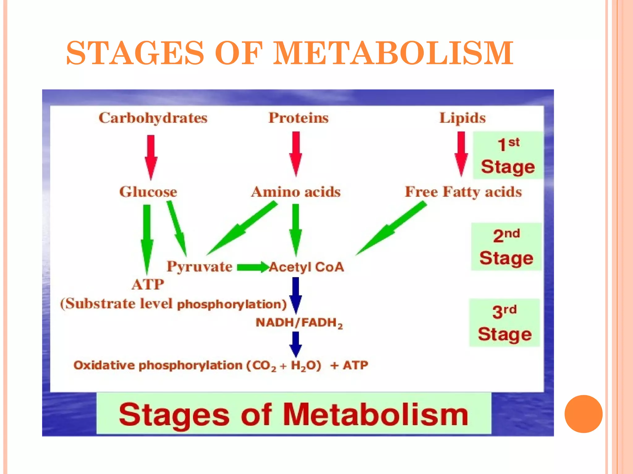 Introduction to metabolism | PPT