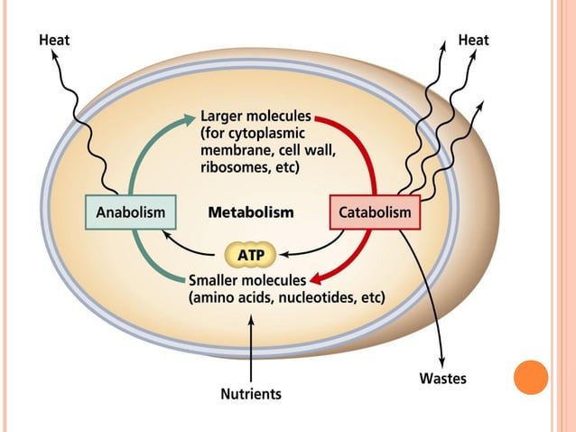 Introduction to metabolism | PPT