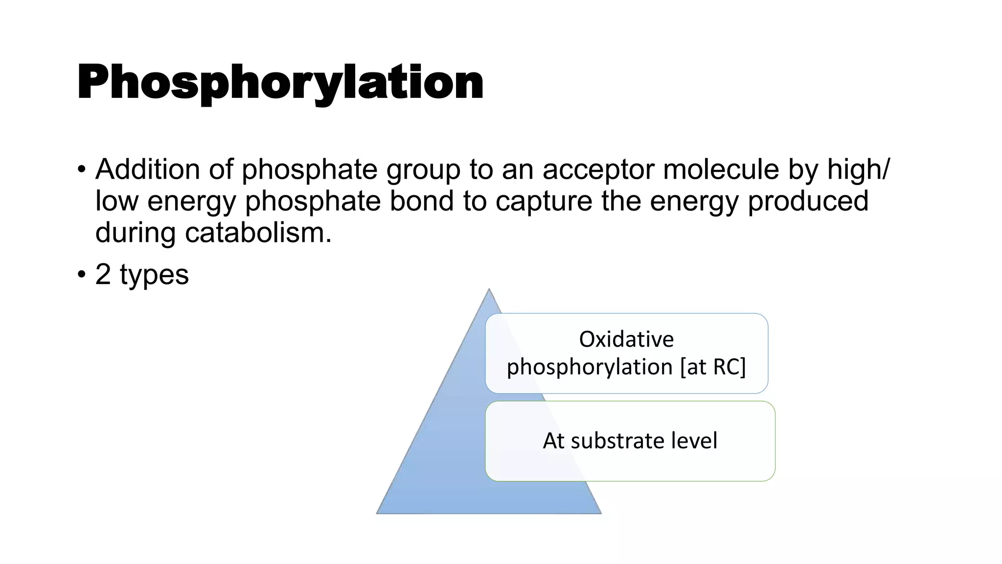 Introduction to metabolism | PPTX