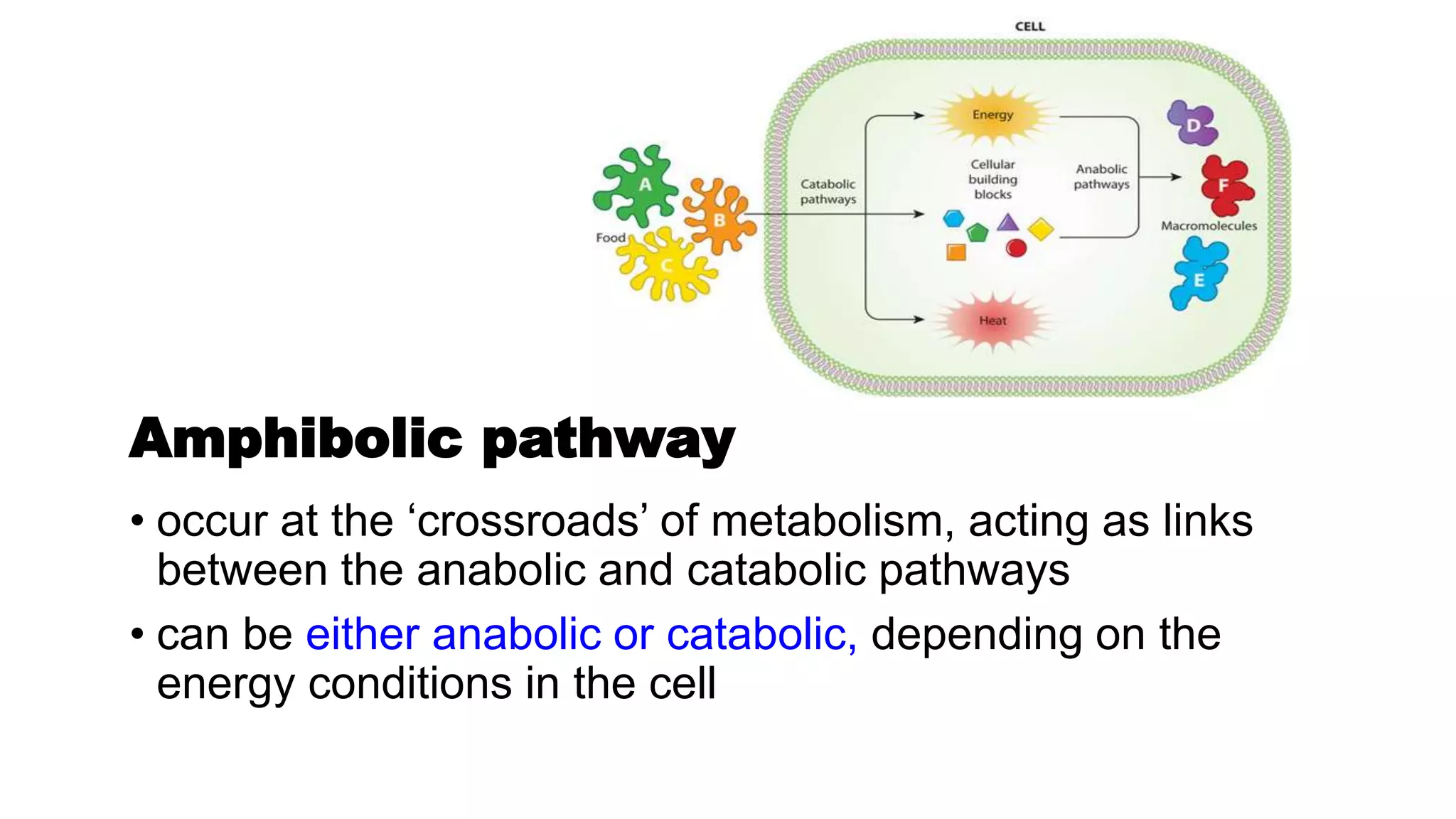 Introduction to metabolism | PPTX