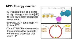 Introduction to metabolism | PPTX