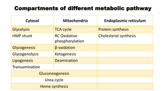 Introduction to metabolism | PPTX