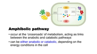 Introduction to metabolism | PPTX