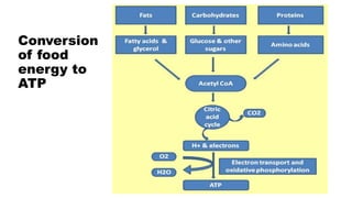 Introduction to metabolism | PPTX