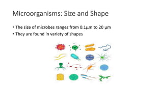 Introduction to Microbiology.pptx
