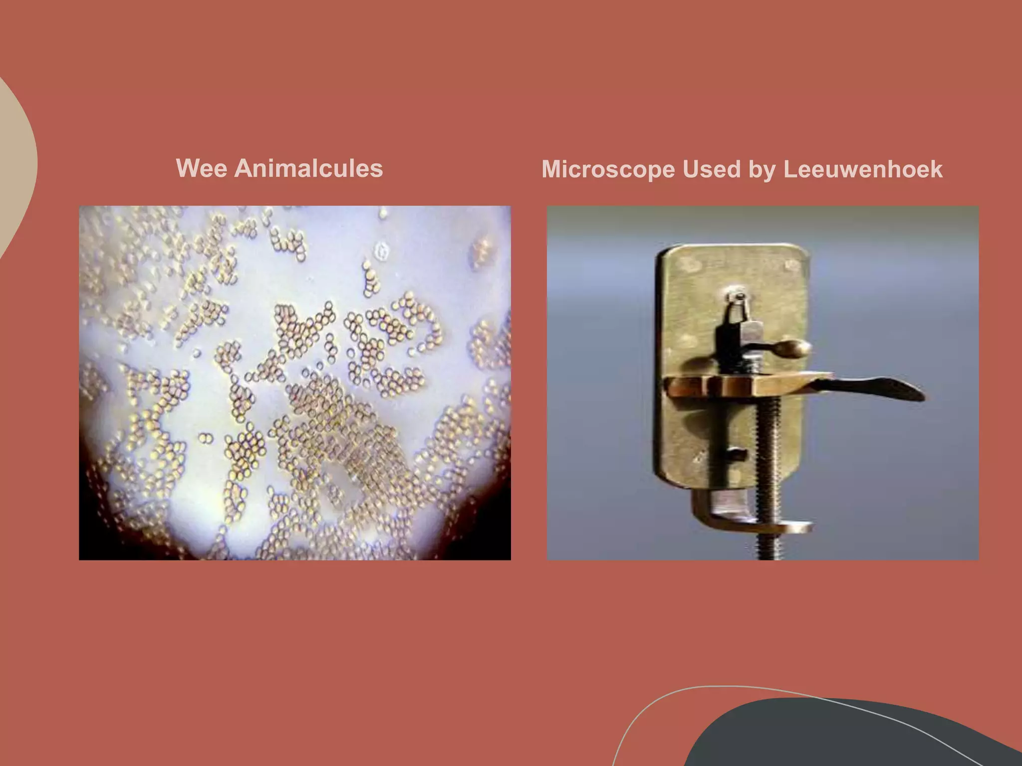 Introduction to Microbiology revised.ppt