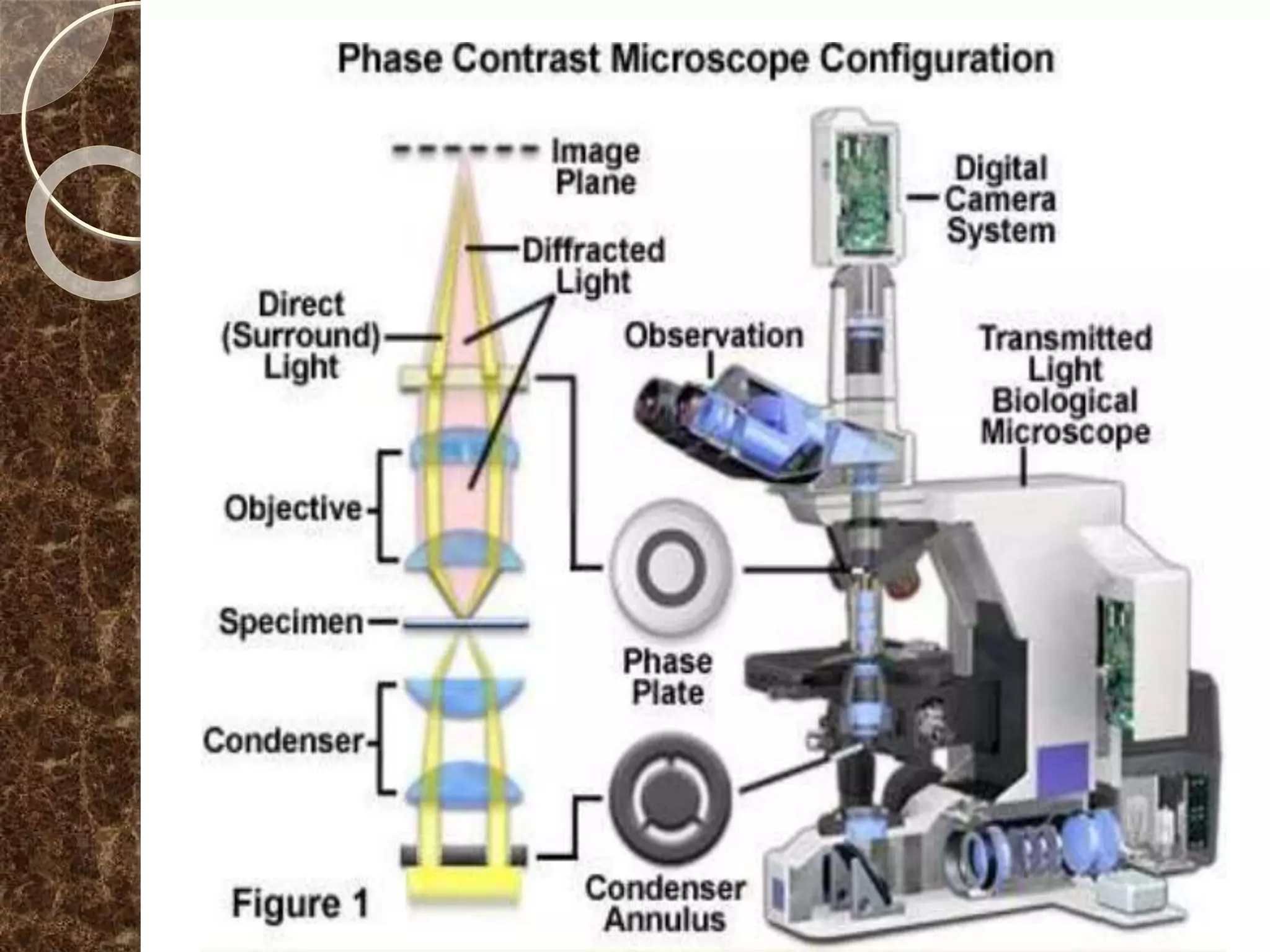 Introduction to microscopy | PPTX