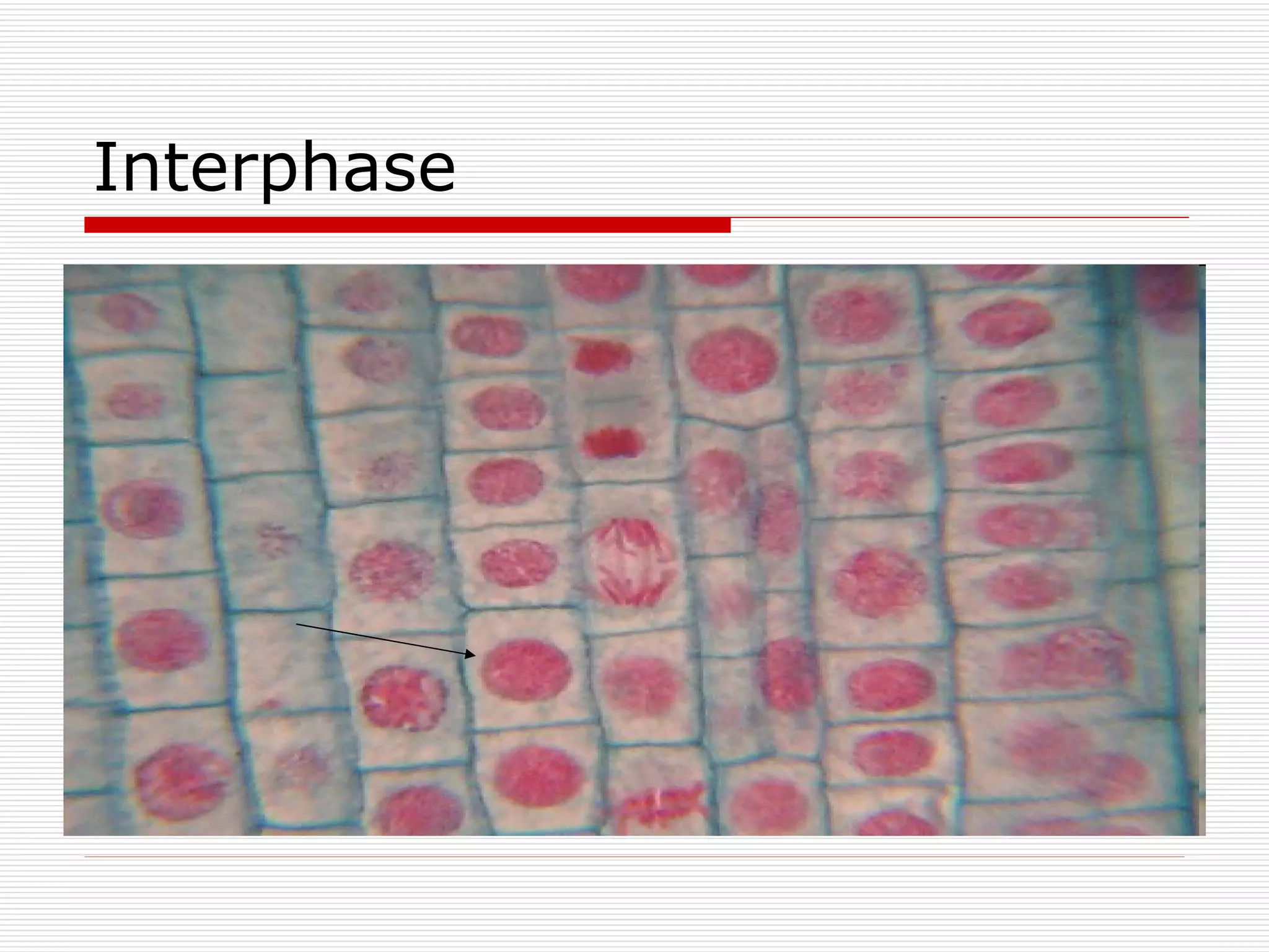 Introduction To Mitosis | PPT