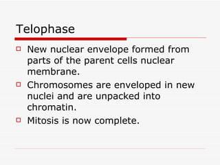 Introduction To Mitosis | PPT