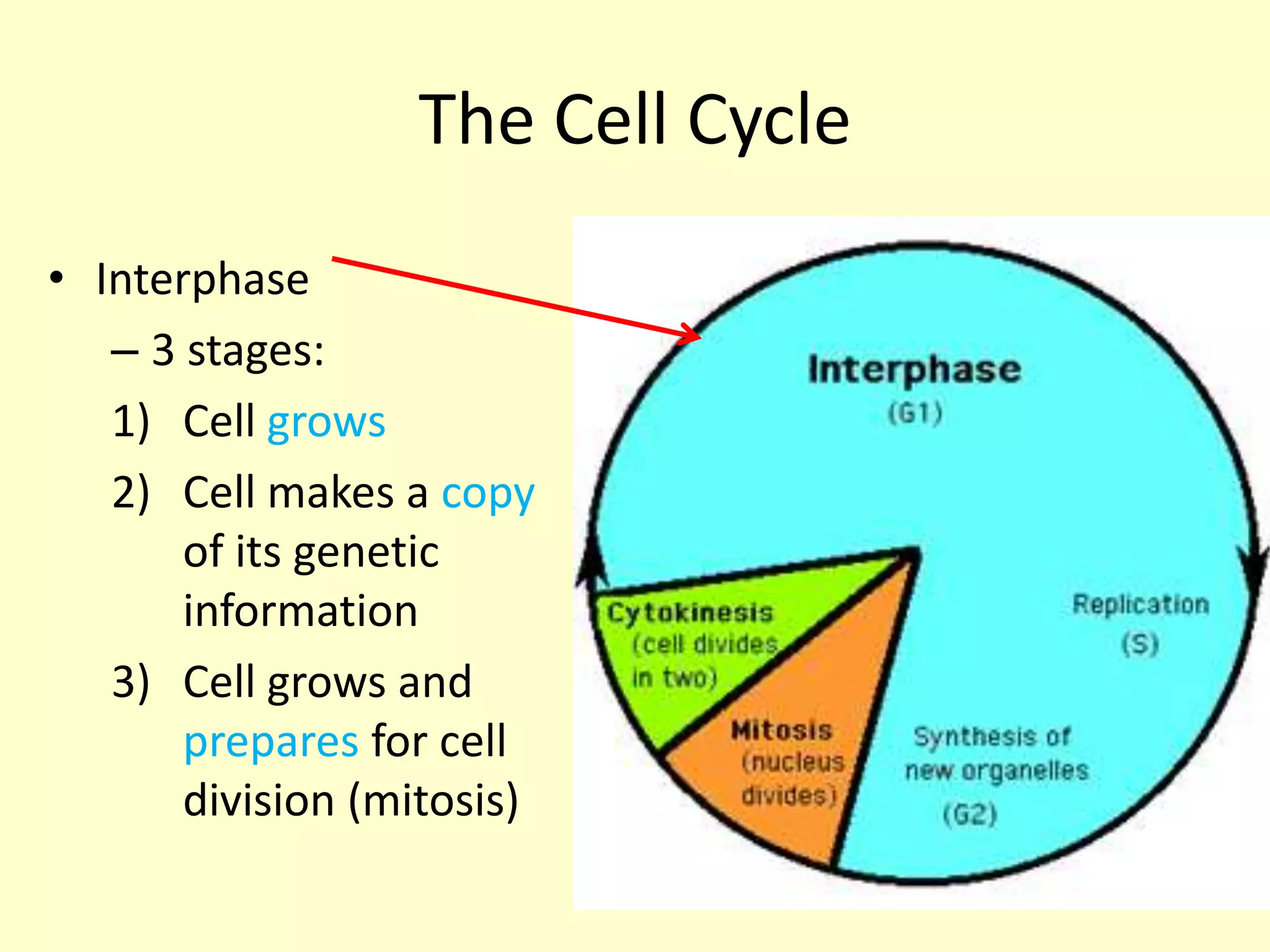 Introduction to mitosis | PPTX